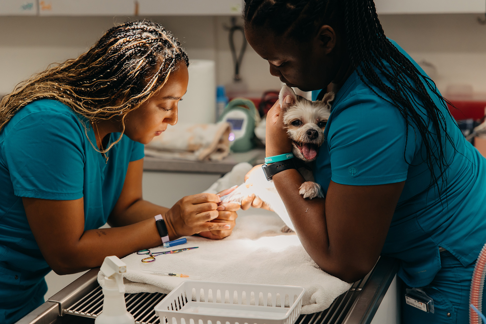 Medical, Surgical, and Emergency Services - Cayman Animal Hospital