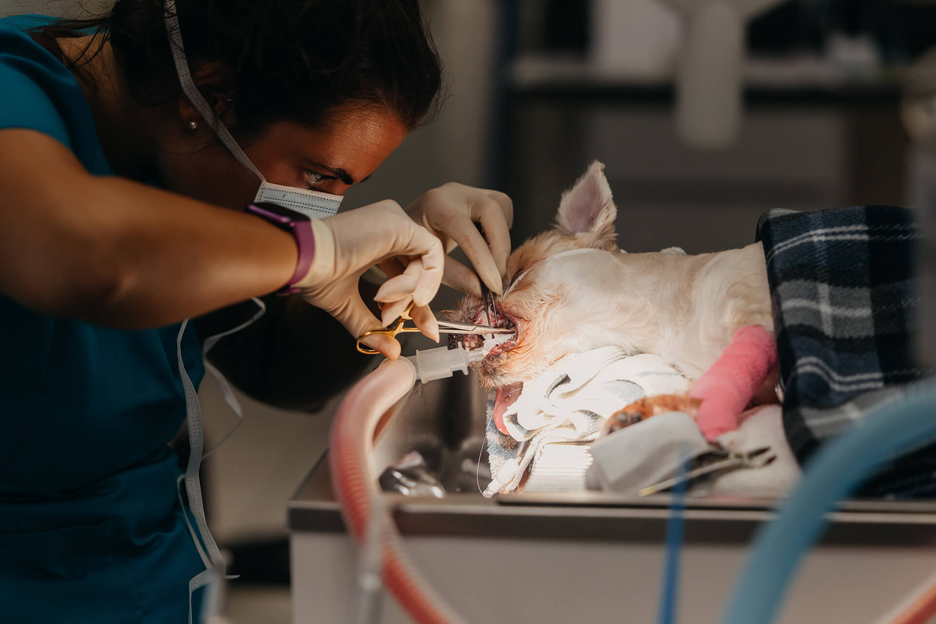 Dental Services - Cayman Animal Hospital